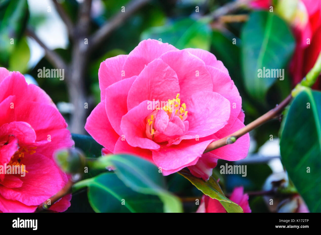 Red camellia flowers blooming in the monastery garden at the spring day ...