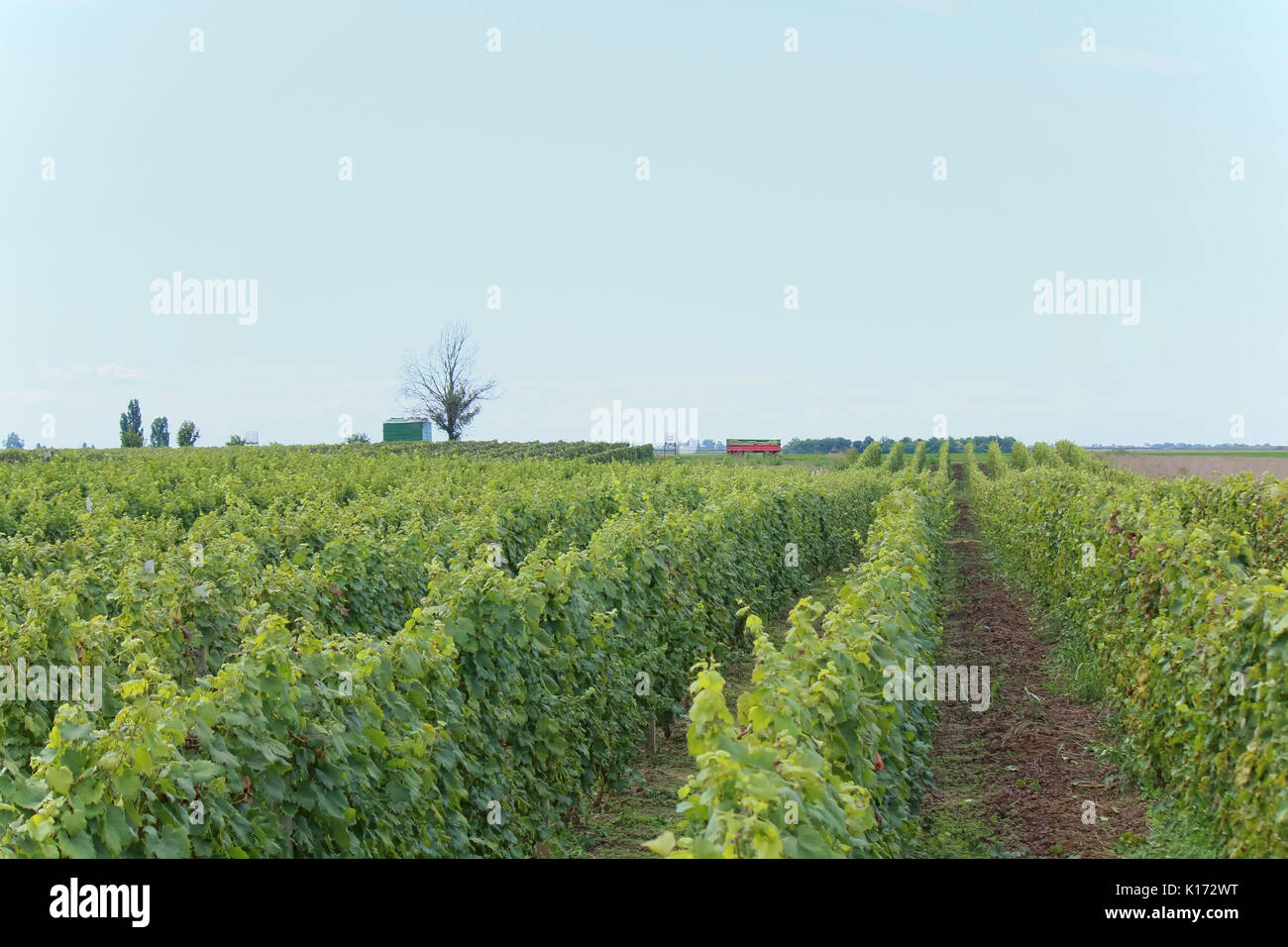 Rows of vineyard Stock Photo - Alamy