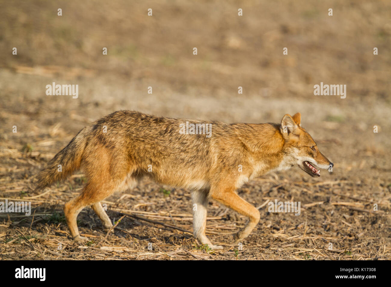 The golden jackal (Canis aureus) at Bharatpur Bird Sanctuary in ...