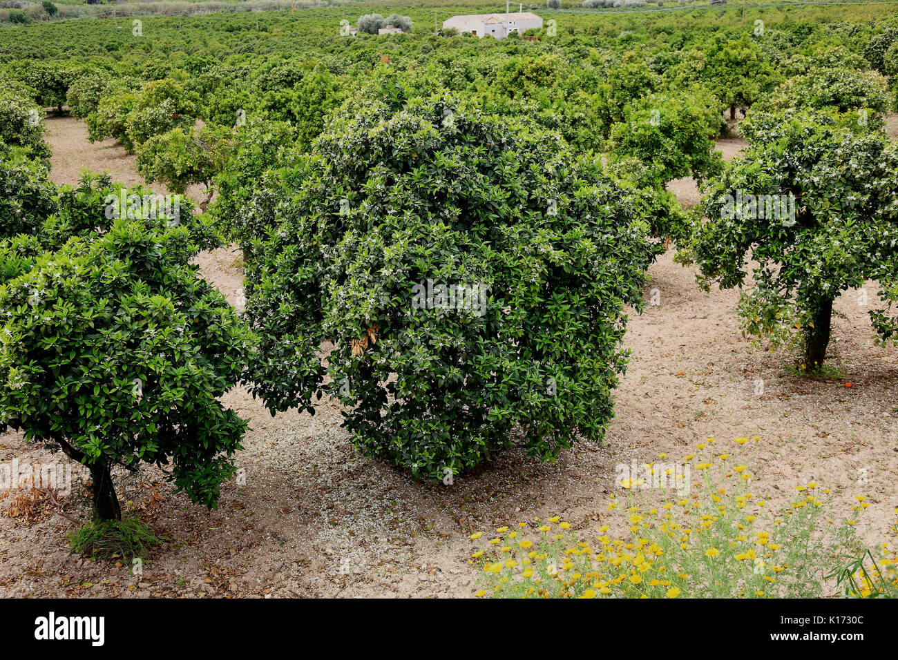 Sicily, Plantage with orange trees Stock Photo - Alamy