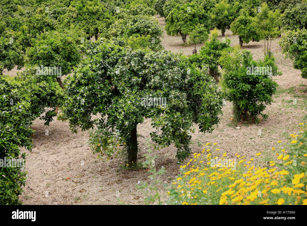 Sicily, Plantage with orange trees Stock Photo - Alamy