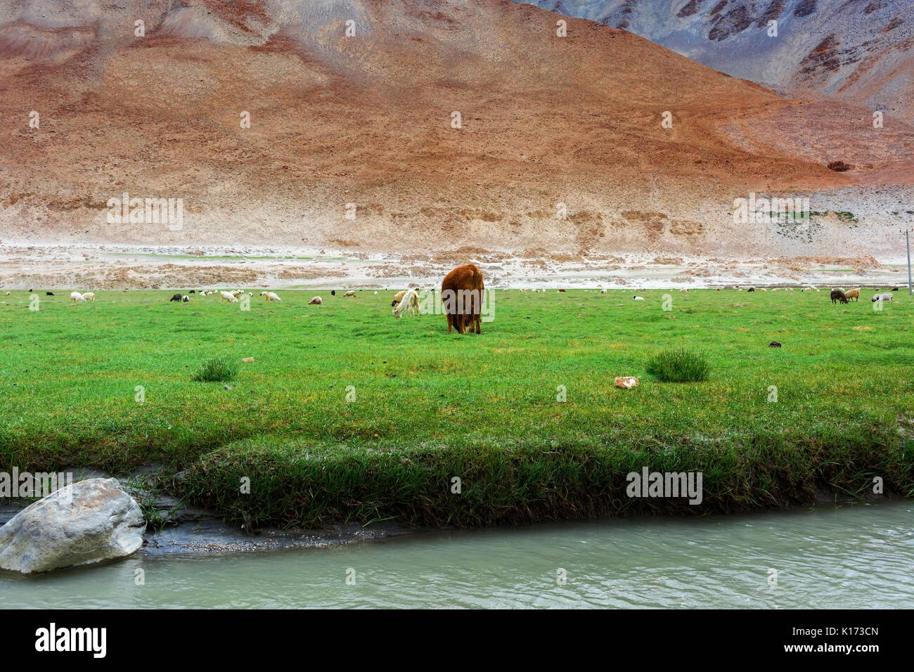 Animals with natural landscape in Leh Ladakh, Jammu and Kashmir, India ...
