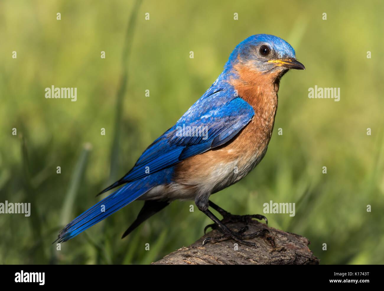 Beautiful male Eastern Bluebird (Sialia sialis) portrait perched on ...
