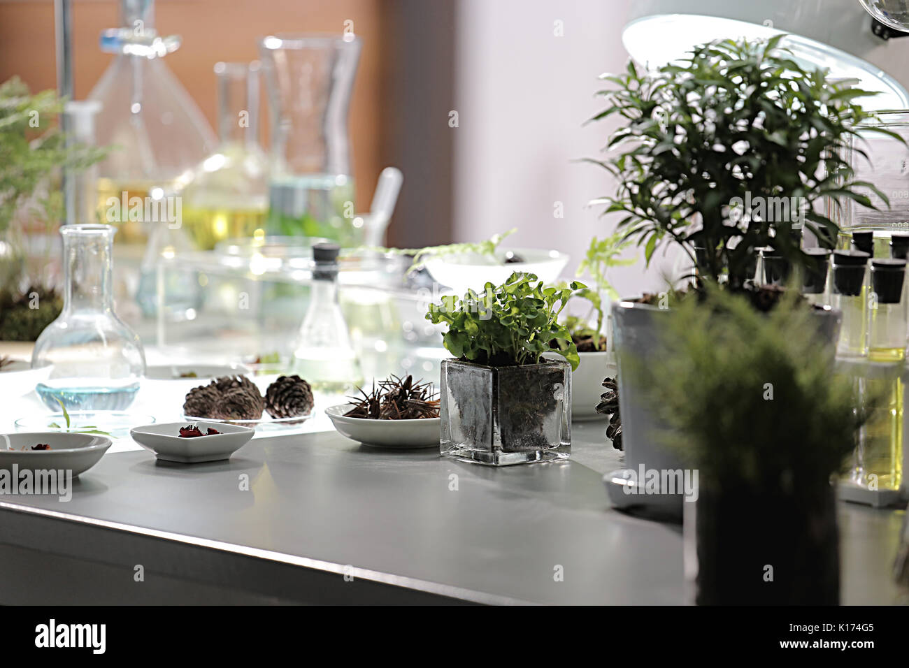 a lot of plants sample on experiment table in a genetic laboratory ...