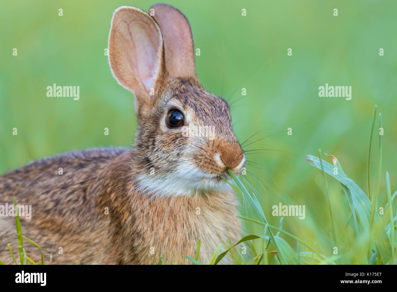 Baby Marsh Rabbit High Resolution Stock Photography and Images - Alamy
