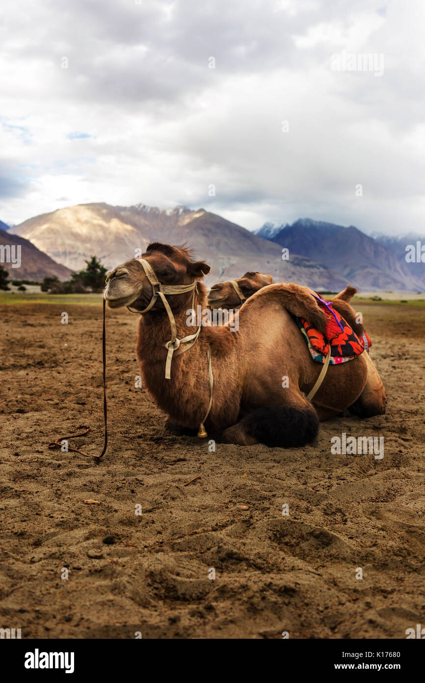 Bactrian camel in Hunder Sand Dunes of Nubra Valley, Leh Ladakh, Jammu ...