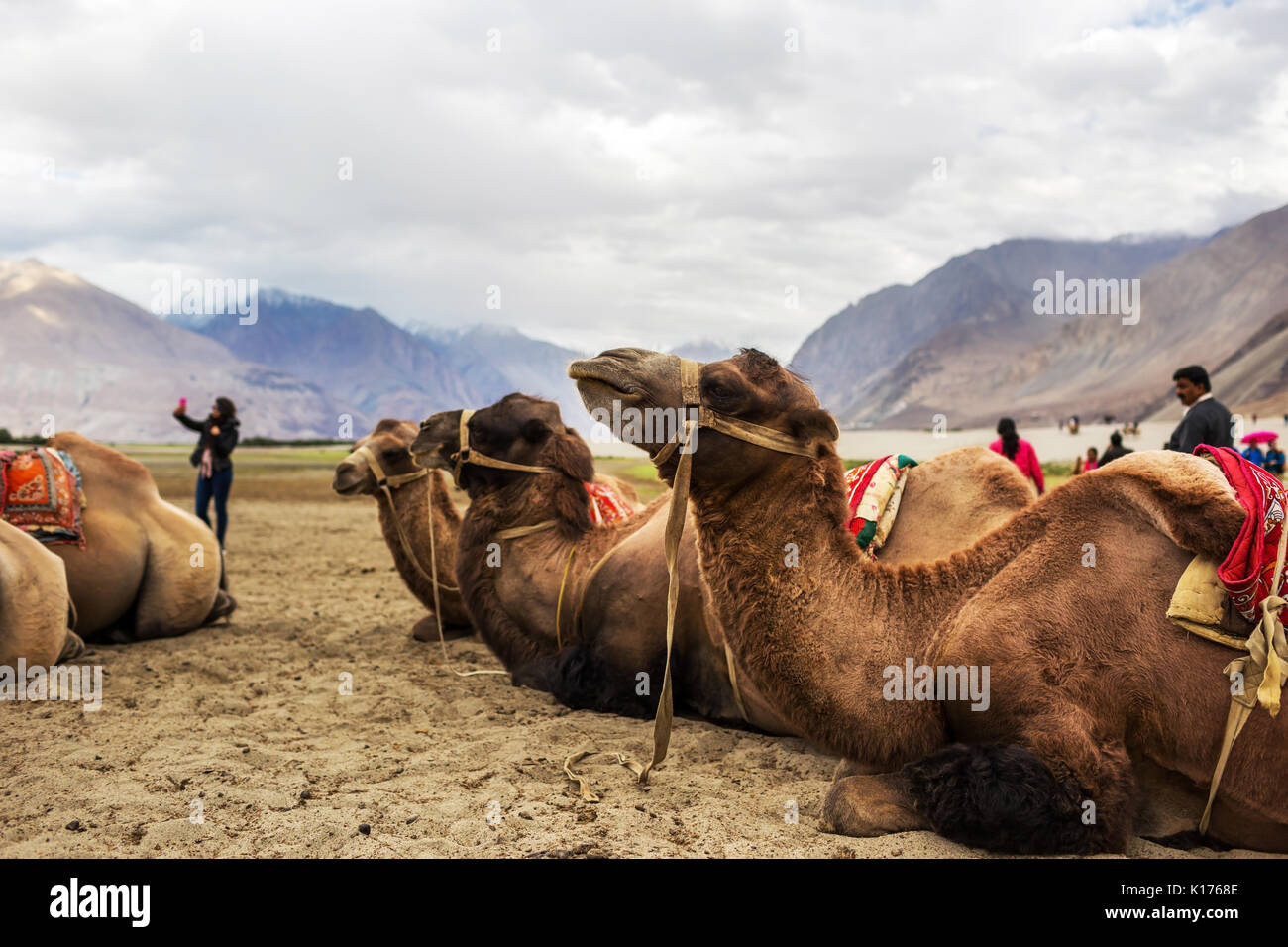 Bactrian camel in Hunder Sand Dunes of Nubra Valley, Leh Ladakh, Jammu ...