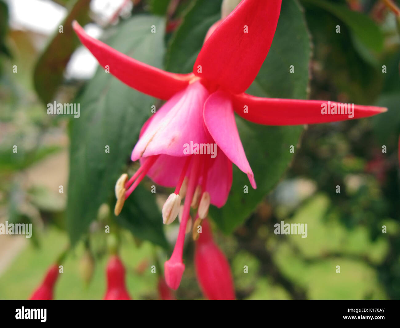 Magella hi-res stock photography and images - Alamy