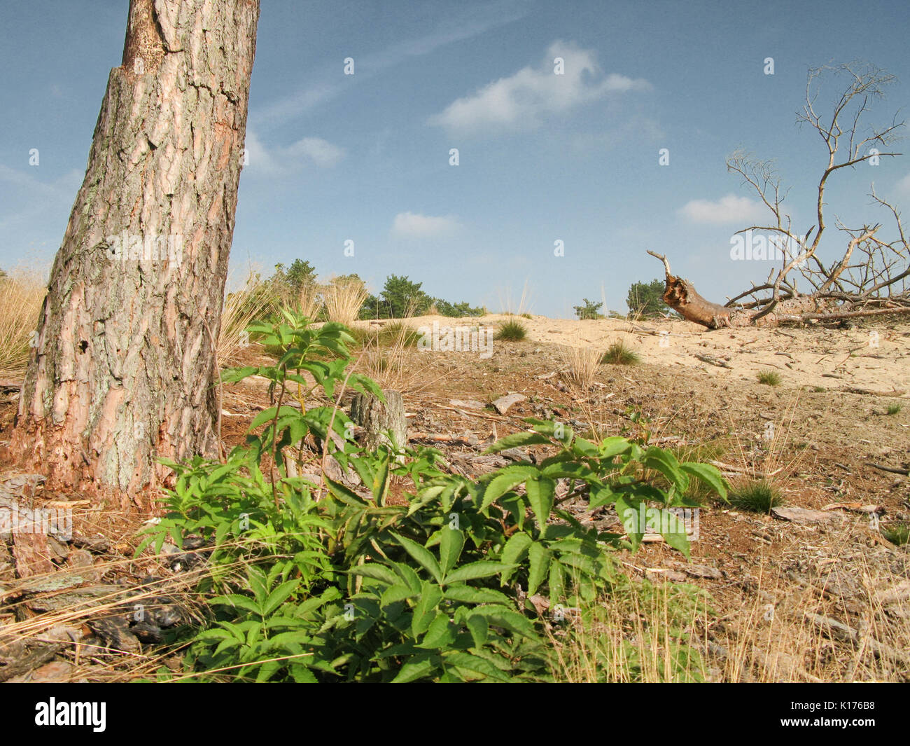 Tree foot hi-res stock photography and images - Alamy