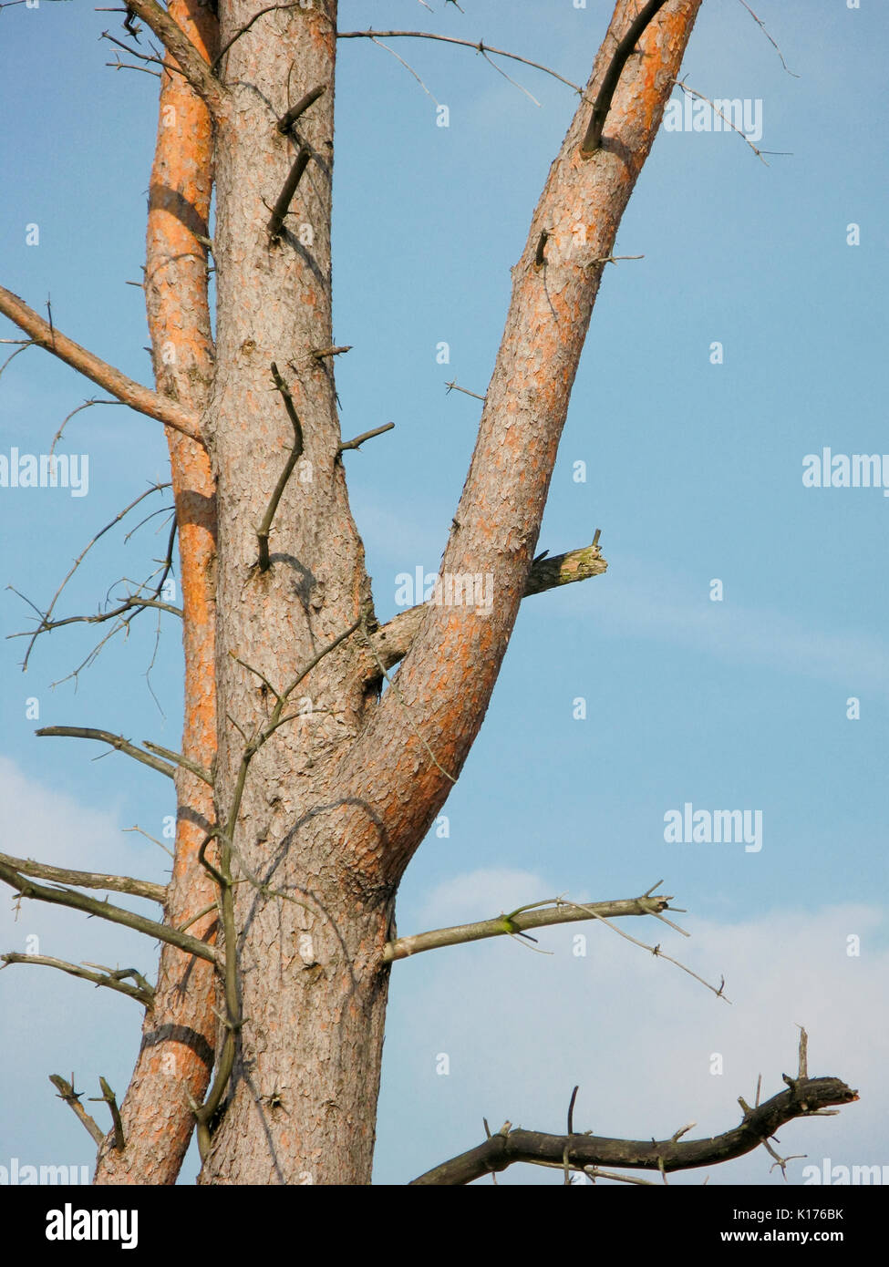 Sick forest hi-res stock photography and images - Alamy