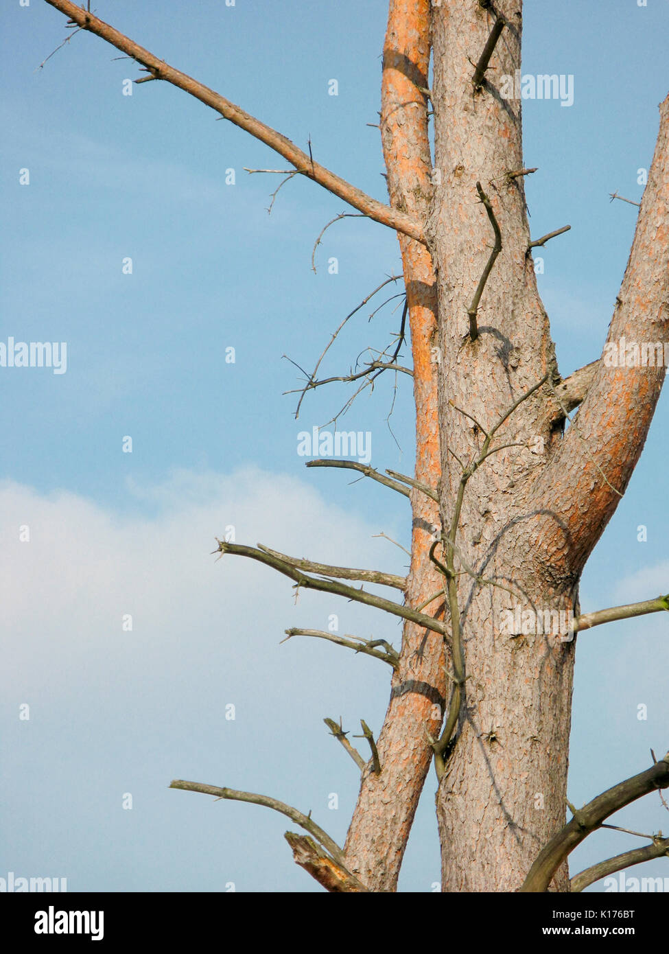 Sick Tree Stock Photos & Sick Tree Stock Images - Alamy