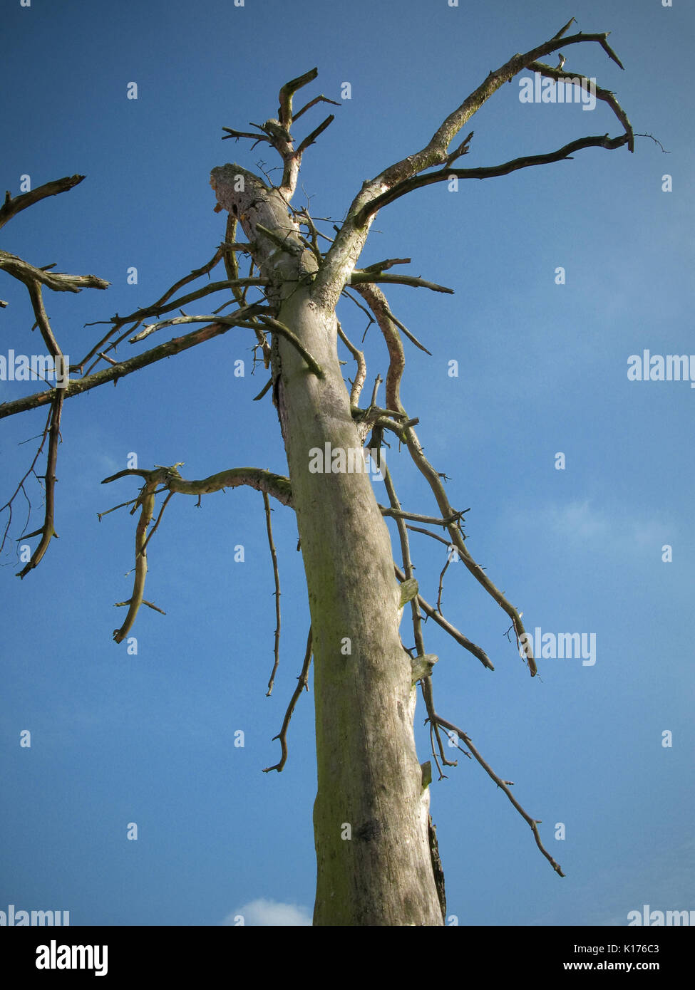 Sick forest hi-res stock photography and images - Alamy