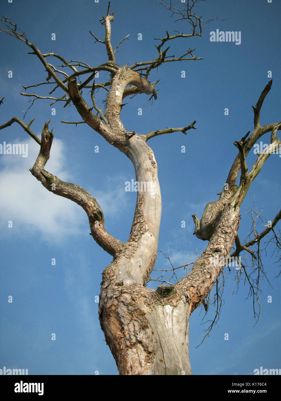 Sick forest hi-res stock photography and images - Alamy