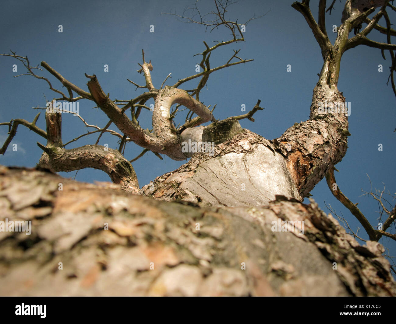 Sick Tree High Resolution Stock Photography and Images - Alamy
