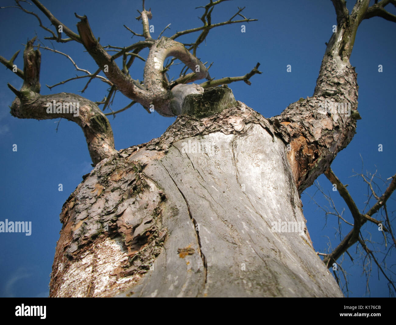 Sick forest hi-res stock photography and images - Alamy