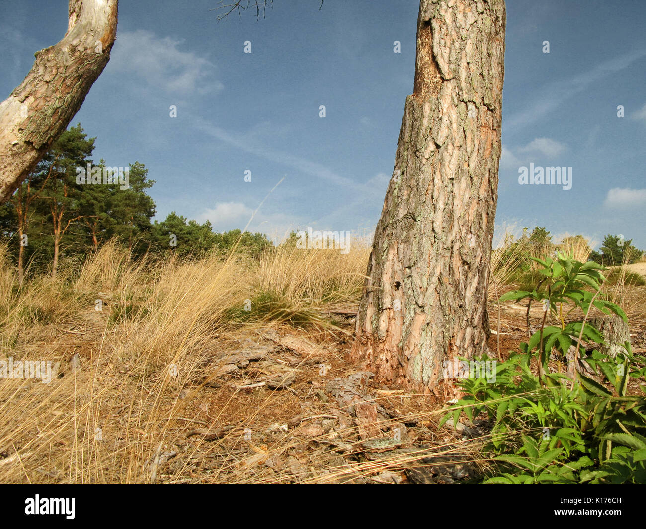 Tree foot hi-res stock photography and images - Alamy