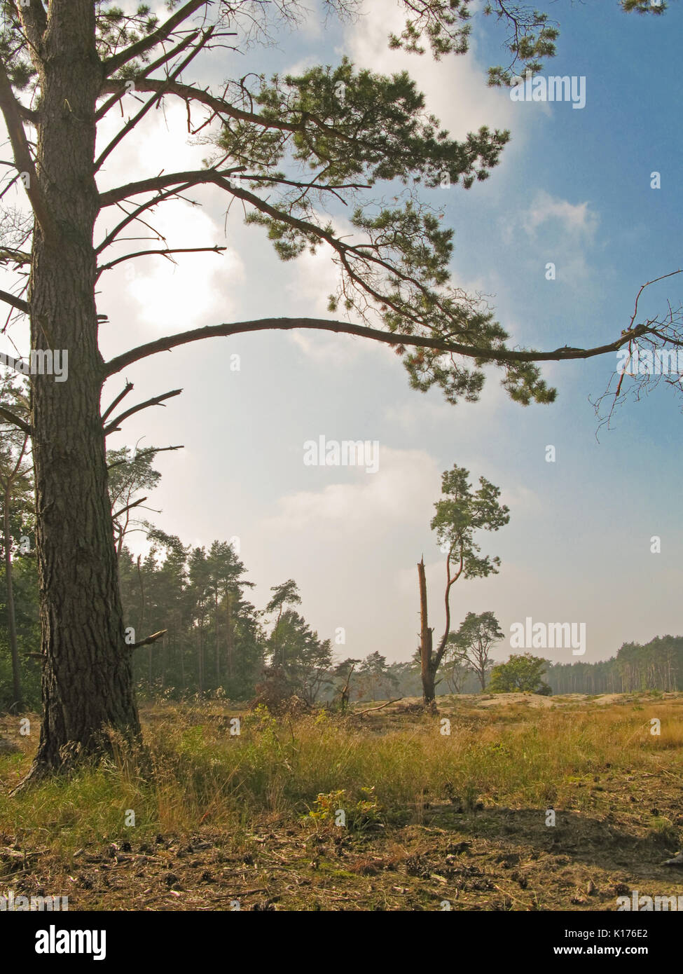 Sick Tree High Resolution Stock Photography and Images - Alamy