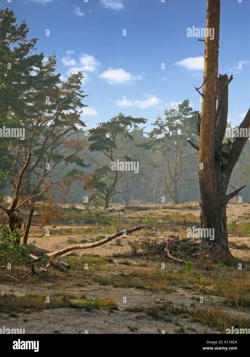 Sick old tree hi-res stock photography and images - Alamy