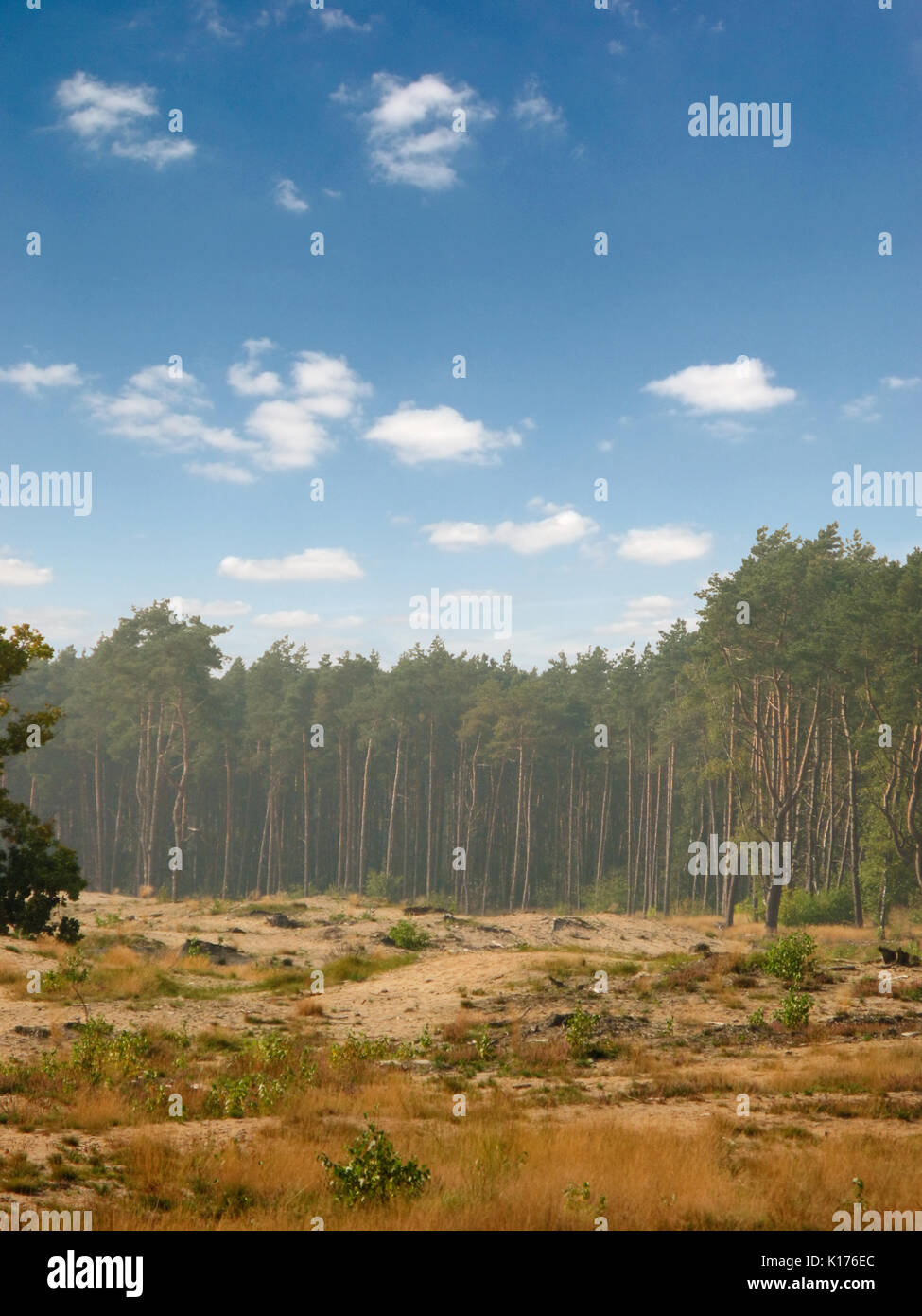 Sick Trees High Resolution Stock Photography and Images - Alamy