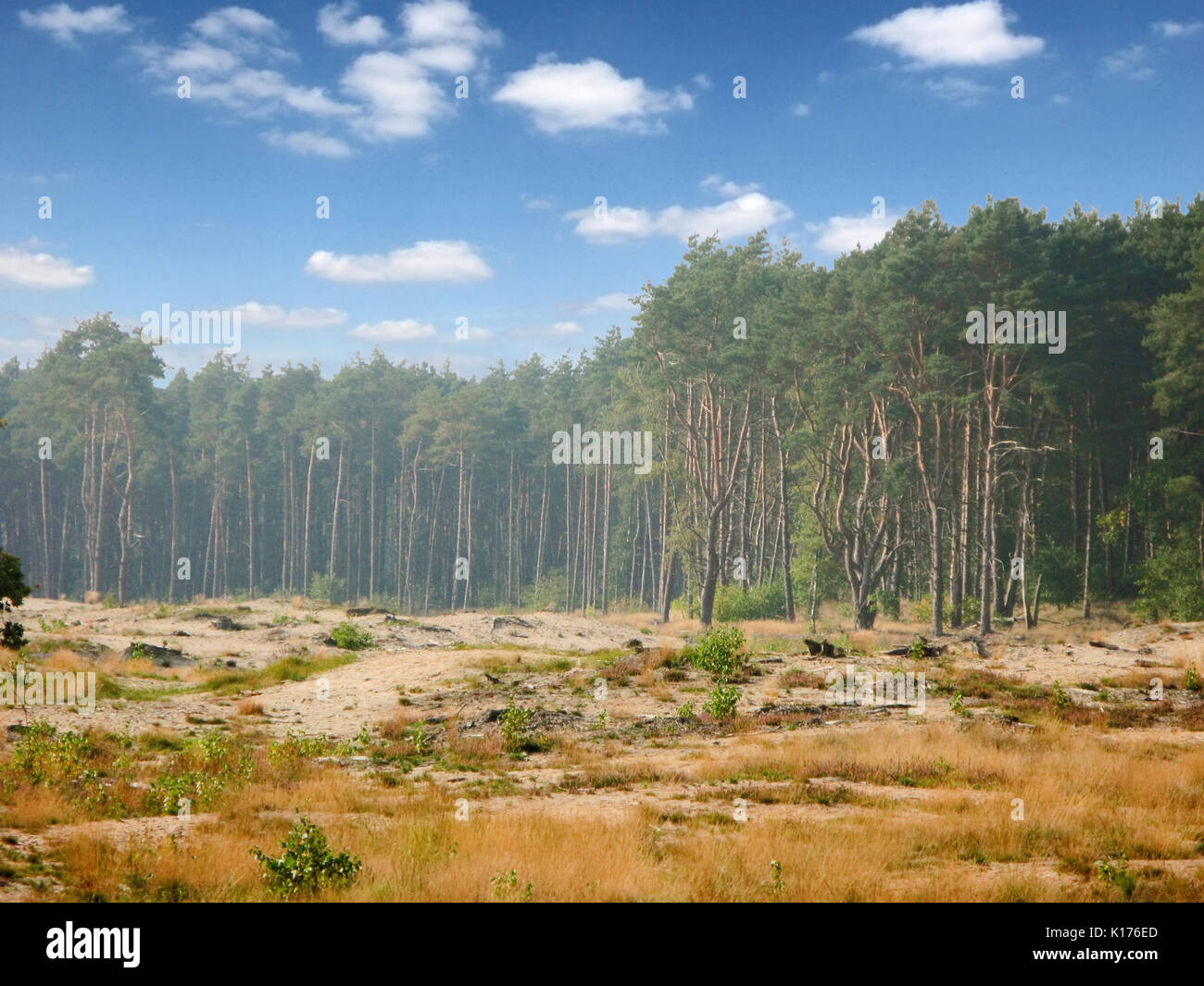 Sick tree free Stock Photo - Alamy