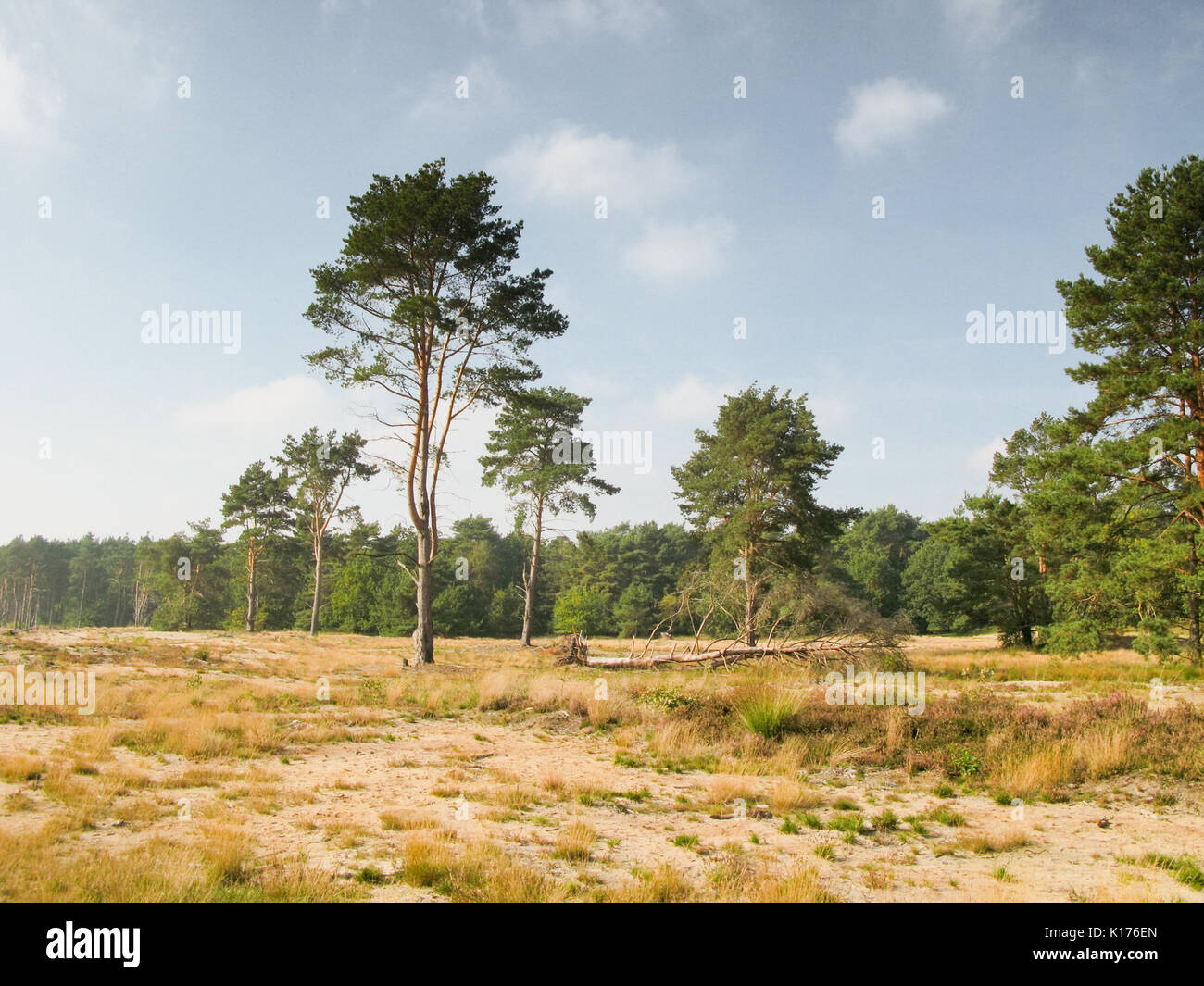 Sick tree free Stock Photo - Alamy