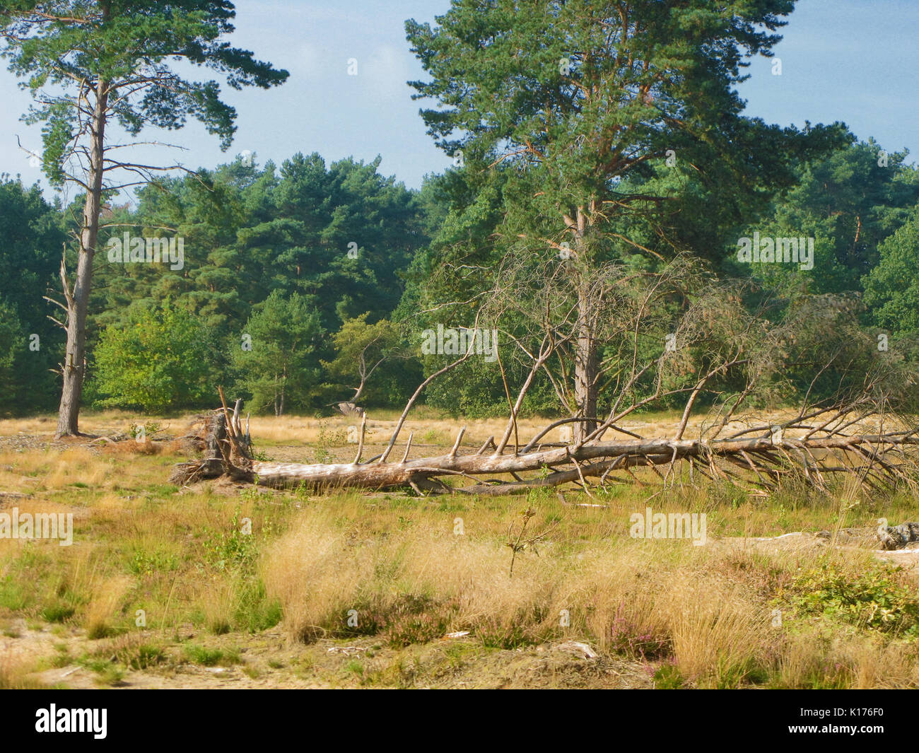 Sick tree free Stock Photo - Alamy