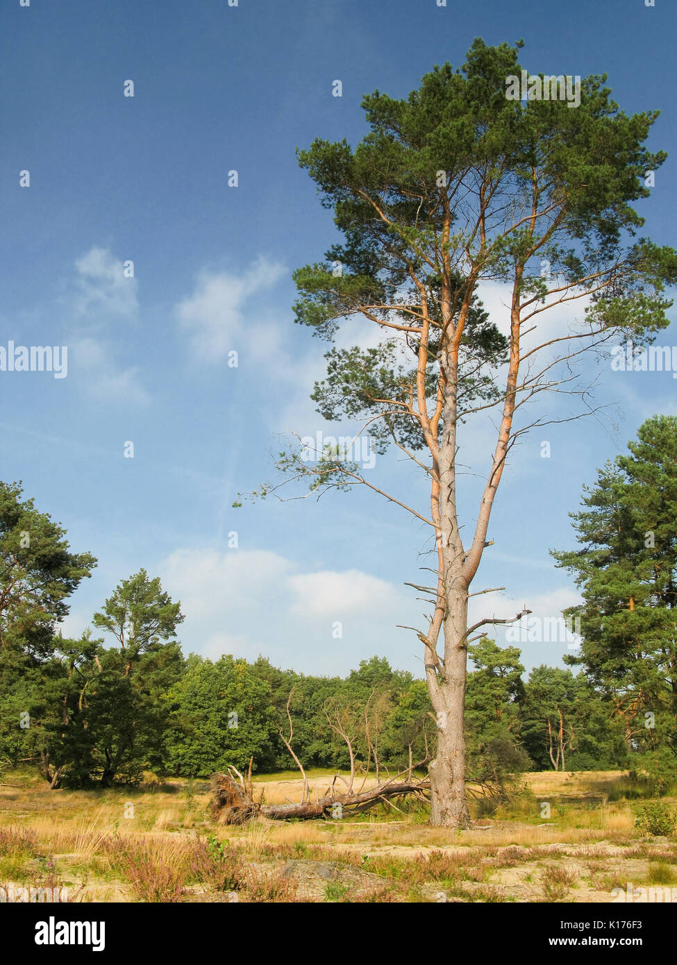 Sick tree free Stock Photo - Alamy