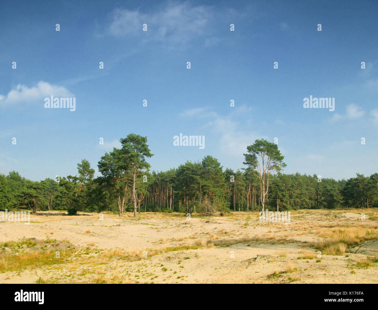 Sick tree free Stock Photo - Alamy