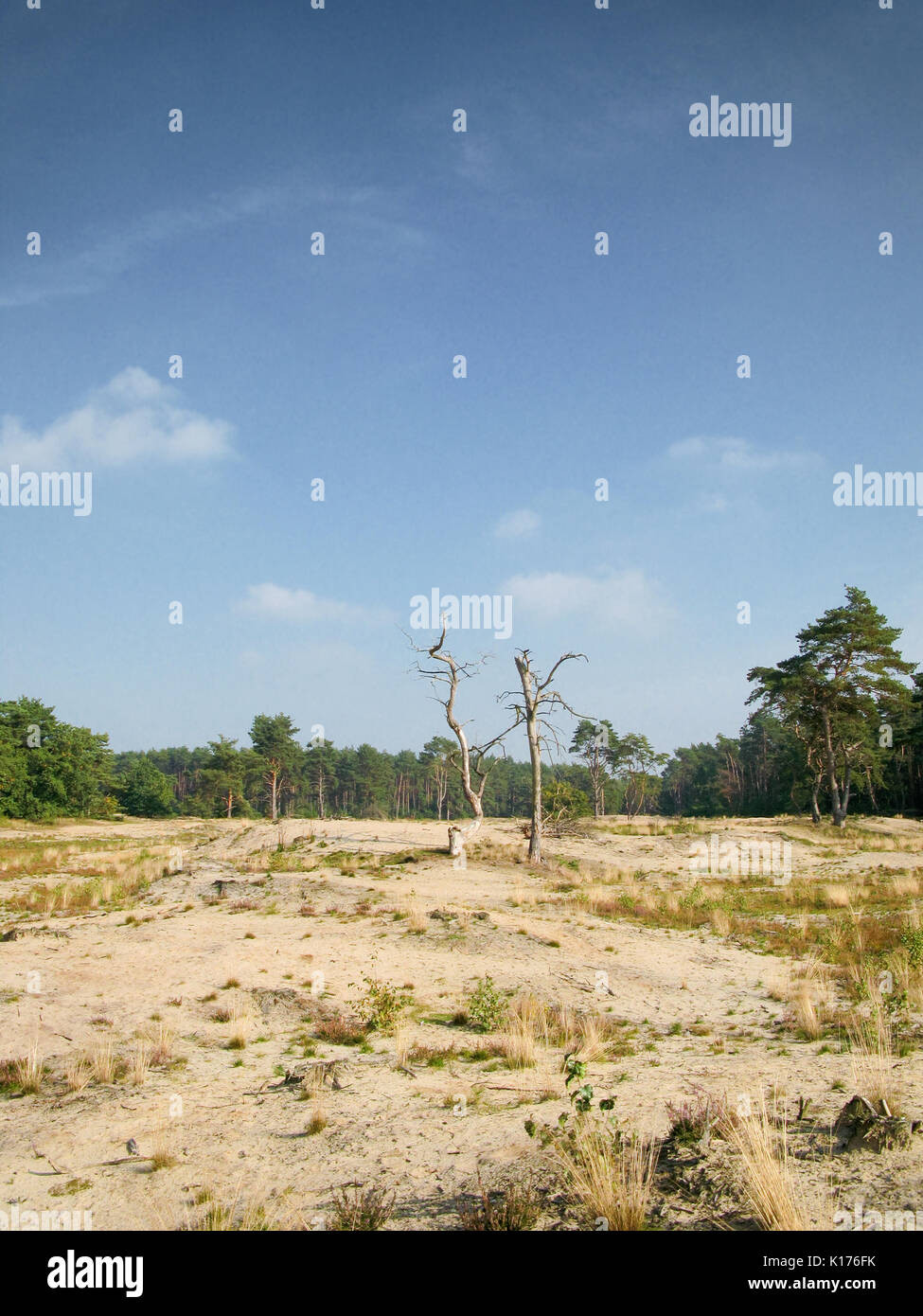 Sick tree free Stock Photo - Alamy