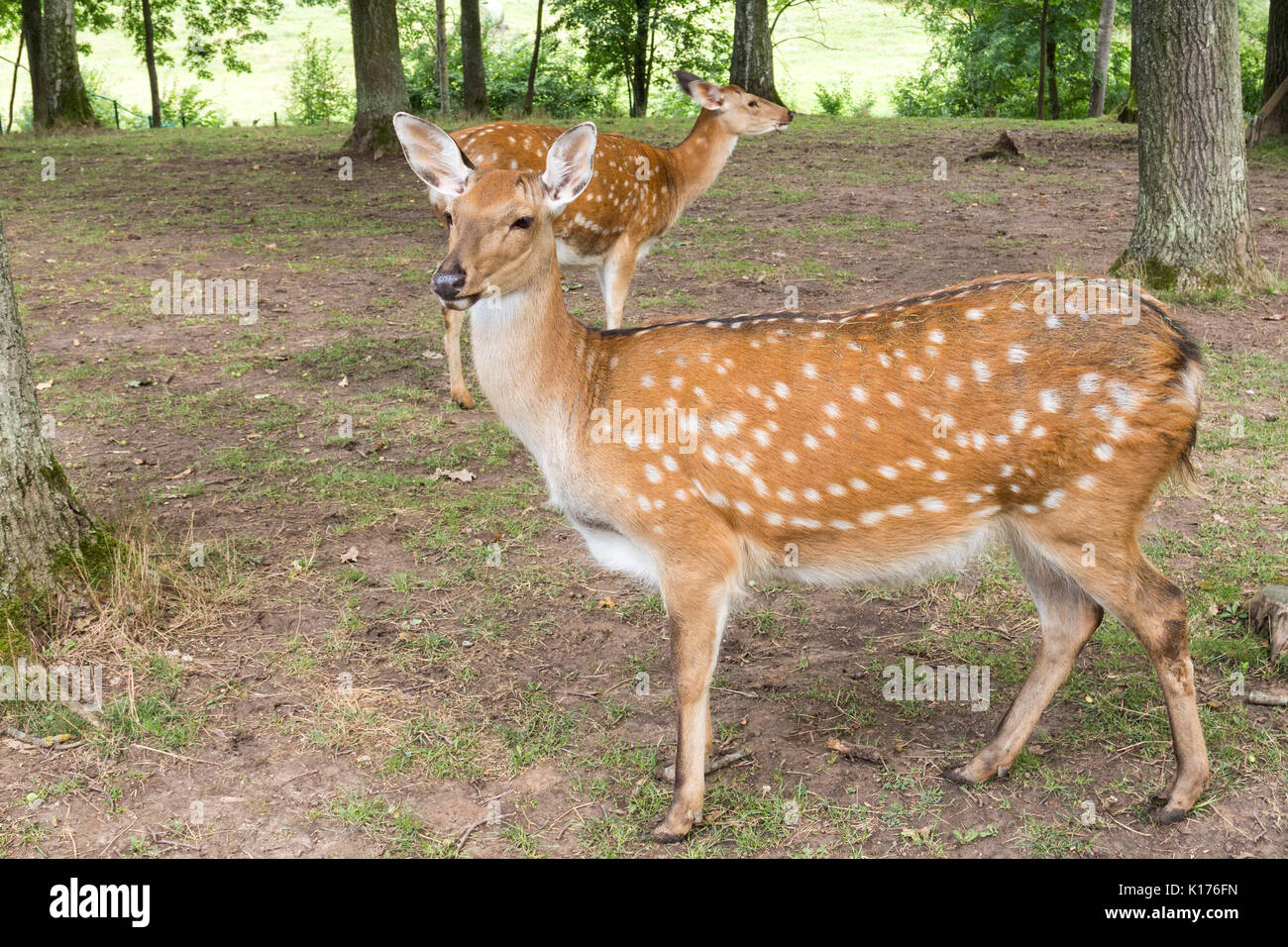 Wild deers in a forest park, natural habitat wildlife Stock Photo - Alamy