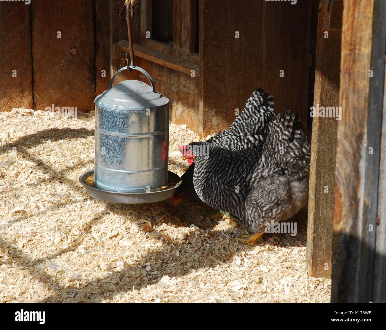 Barred plymouth rock hens hi-res stock photography and images - Alamy