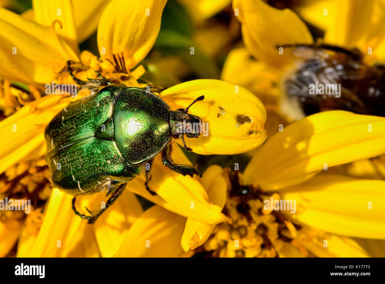 Rose chafer hi-res stock photography and images - Alamy
