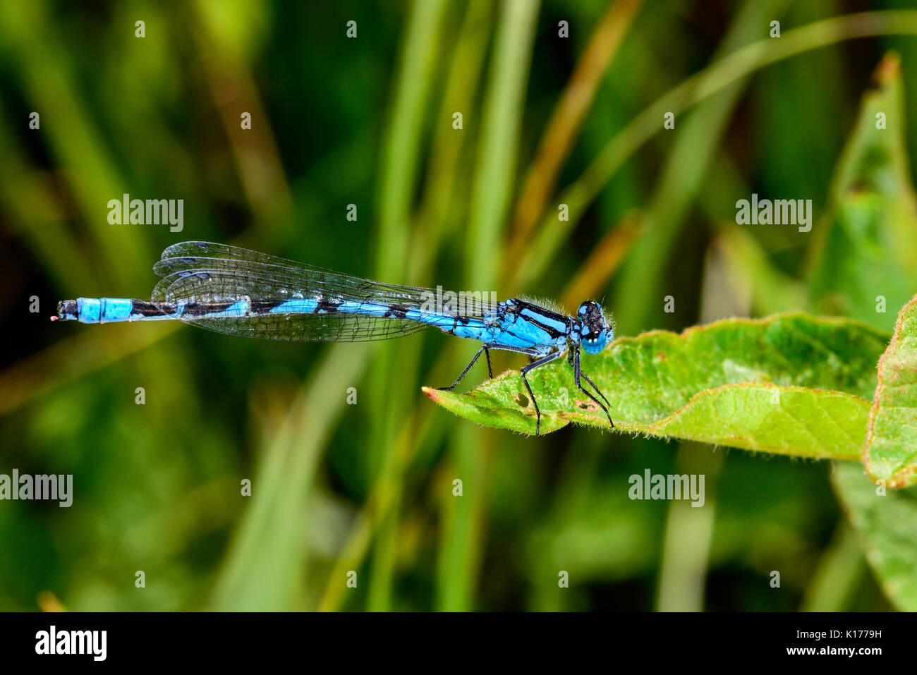 Common blue damselfly Stock Photo - Alamy