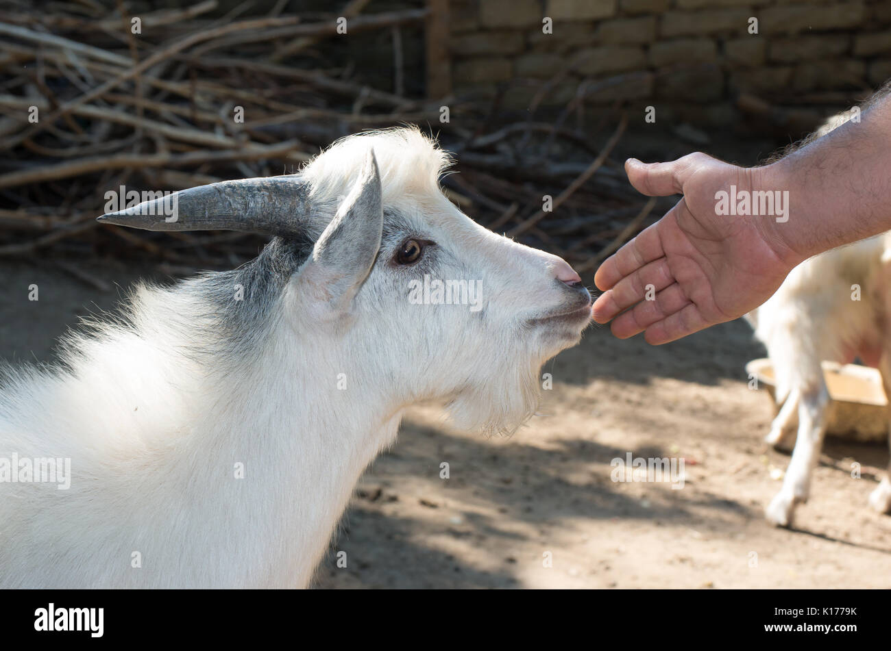 Farmer hand that stroked the goat. Close up portrait of a goat Stock ...
