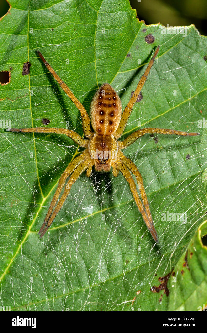 Young Raft spider Stock Photo - Alamy