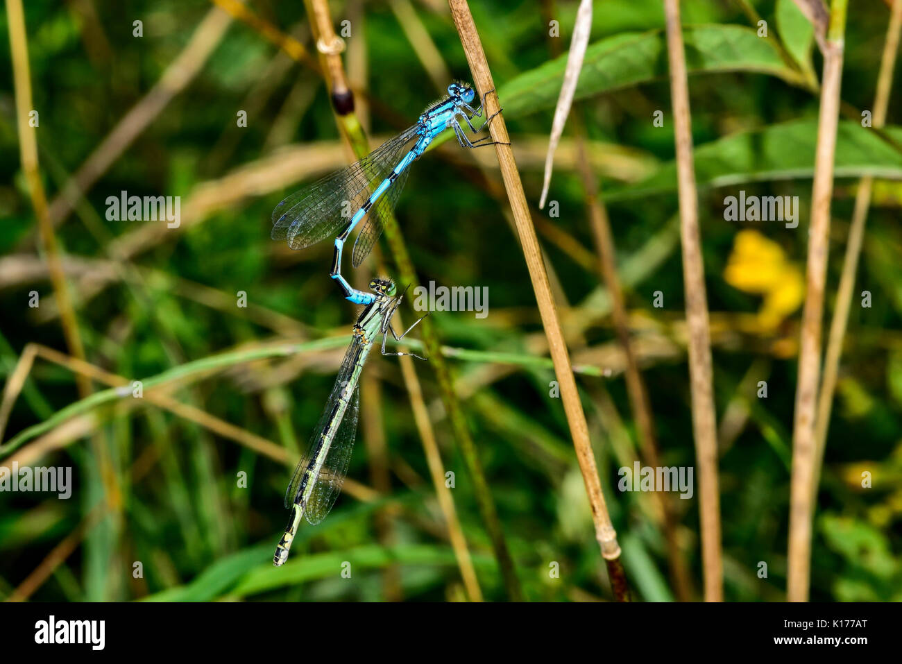 Common blue damselfly Stock Photo - Alamy