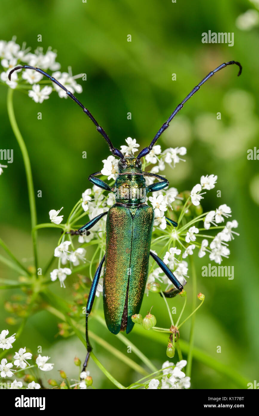 Longhorn beetle antenna hi-res stock photography and images - Alamy