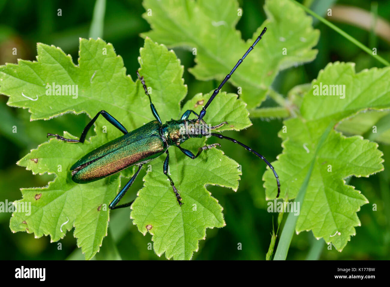 Metallic longhorn beetle hi-res stock photography and images - Alamy