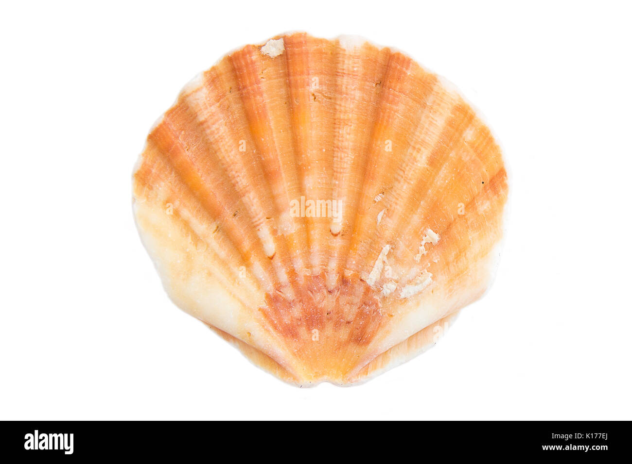 Shellfish aquaculture Cut Out Stock Images & Pictures - Alamy