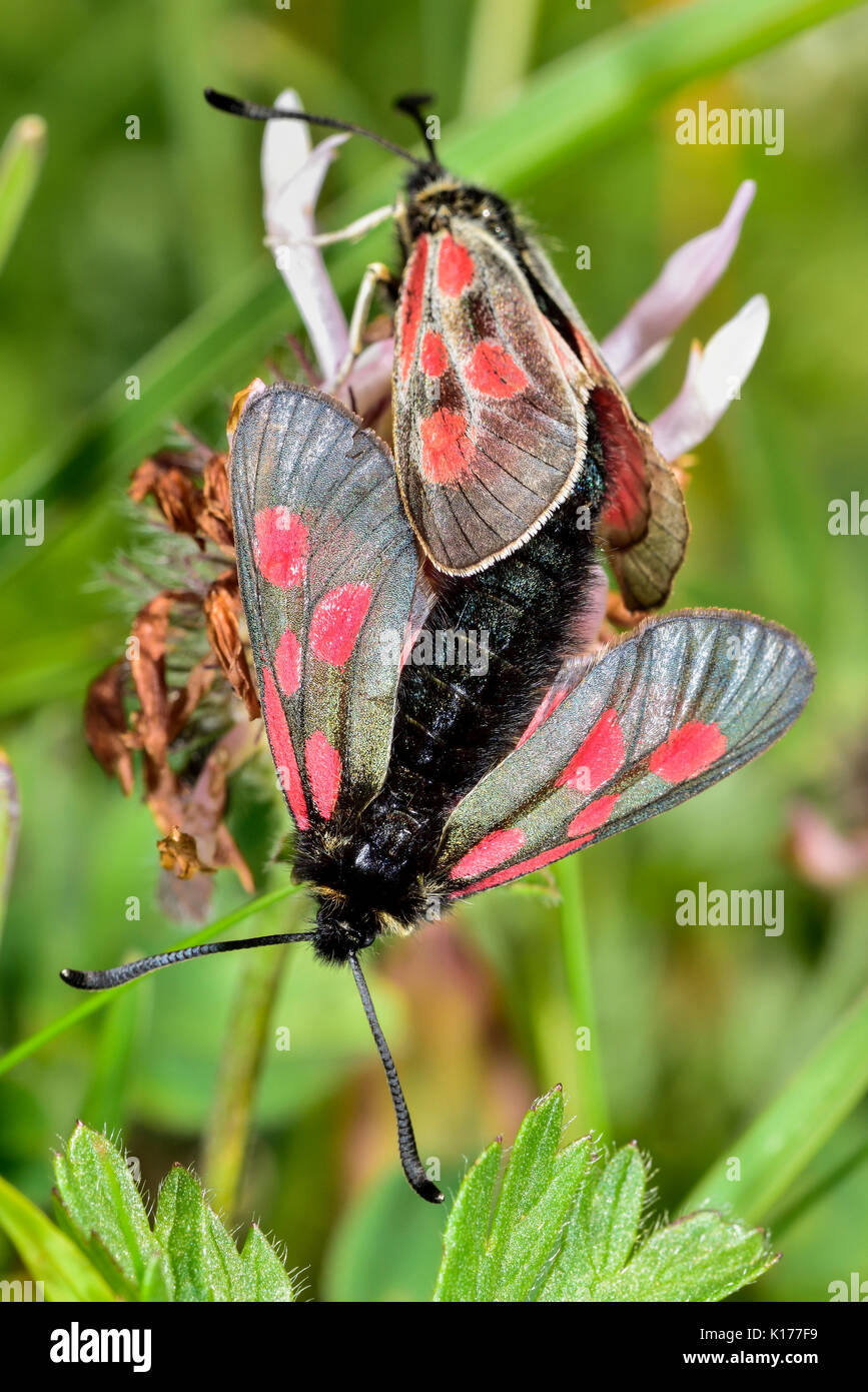 Zygaena Exulans High Resolution Stock Photography and Images - Alamy