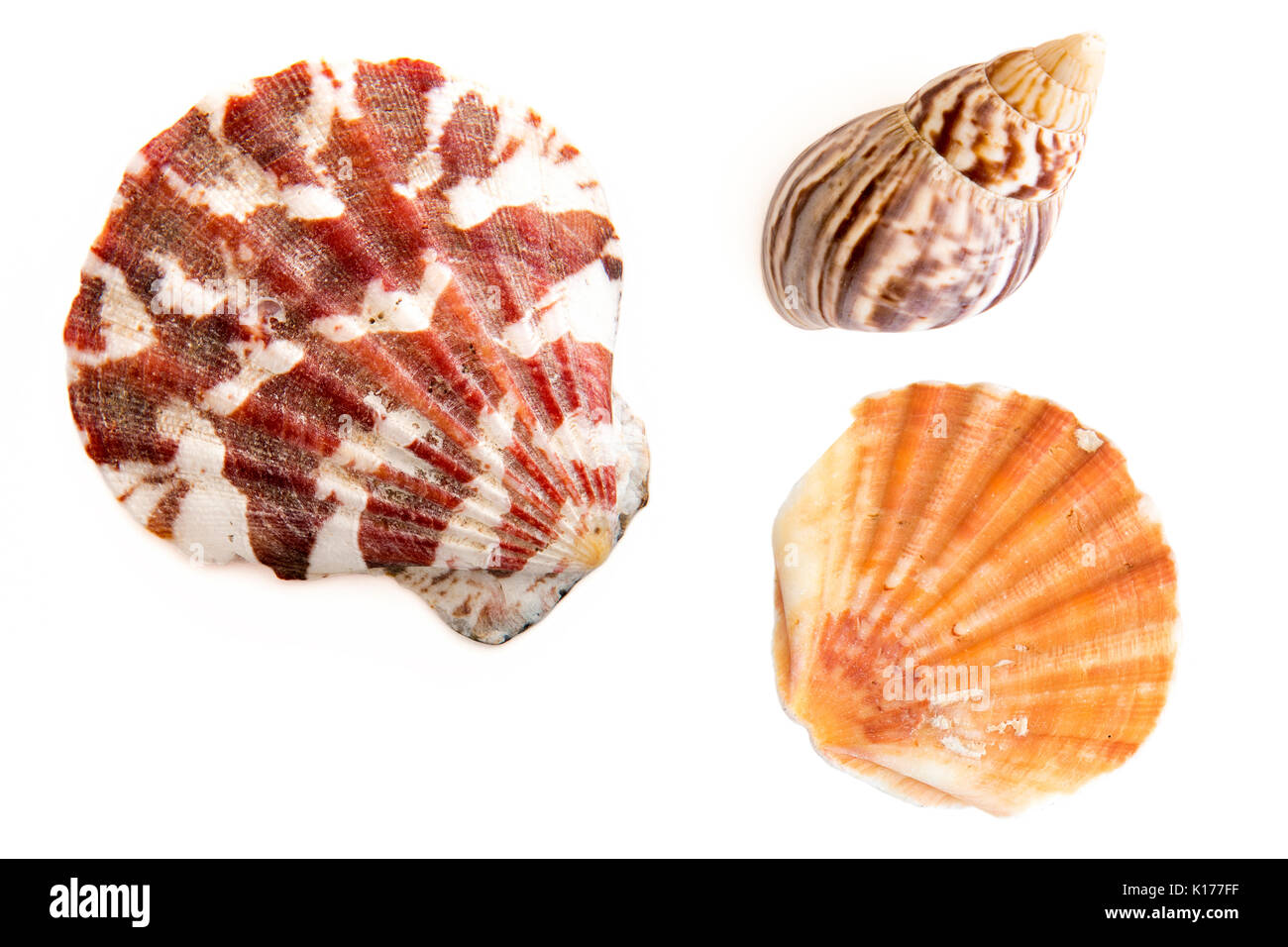 Common Shell High Resolution Stock Photography and Images - Alamy