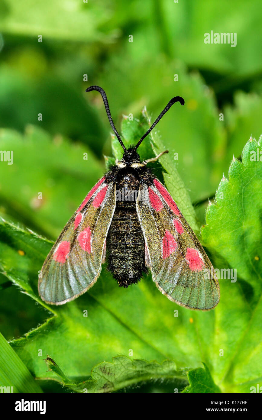 Butterfly zygaena hi-res stock photography and images - Alamy