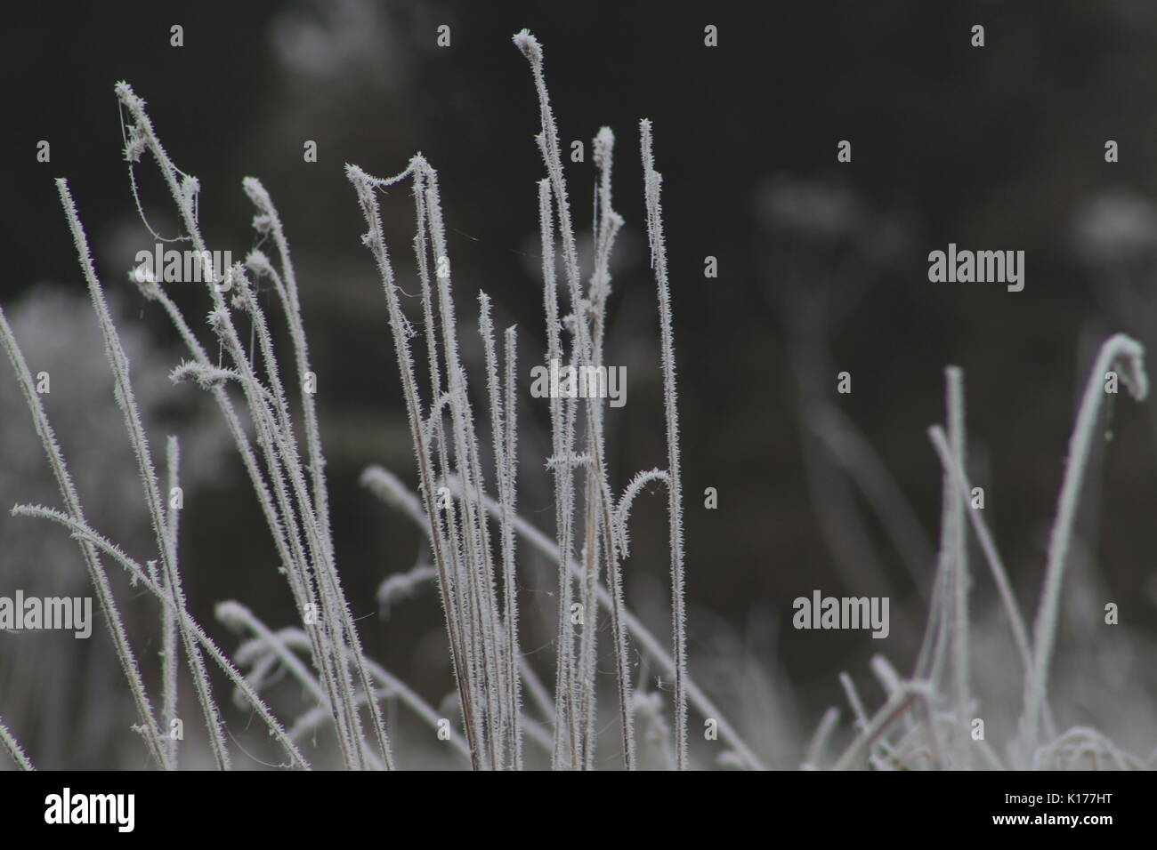 white and green ice frozen grass background in the United kingdom Stock ...