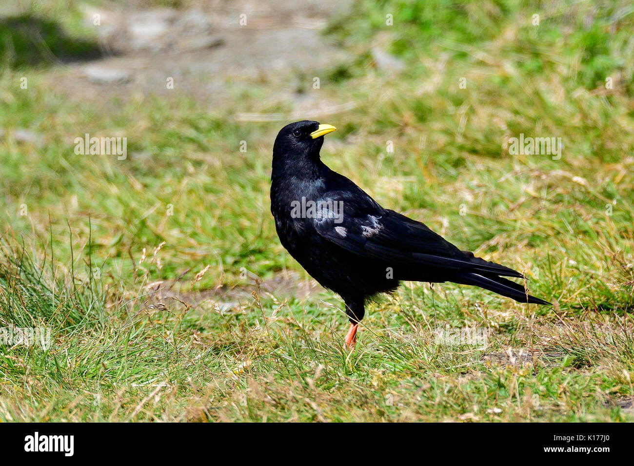 Chough mountain hi-res stock photography and images - Alamy