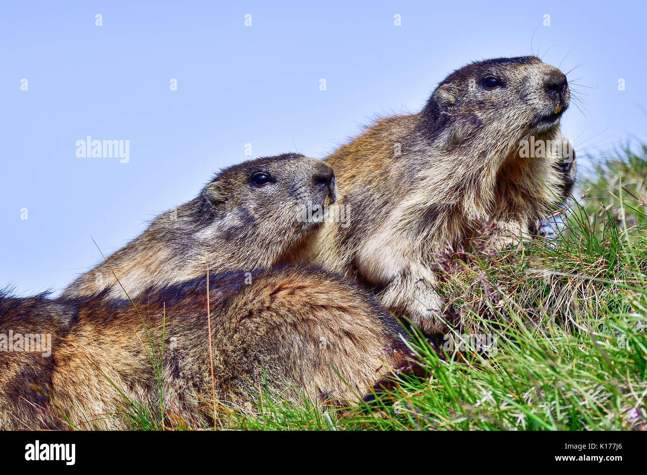 Marmot group hi-res stock photography and images - Alamy