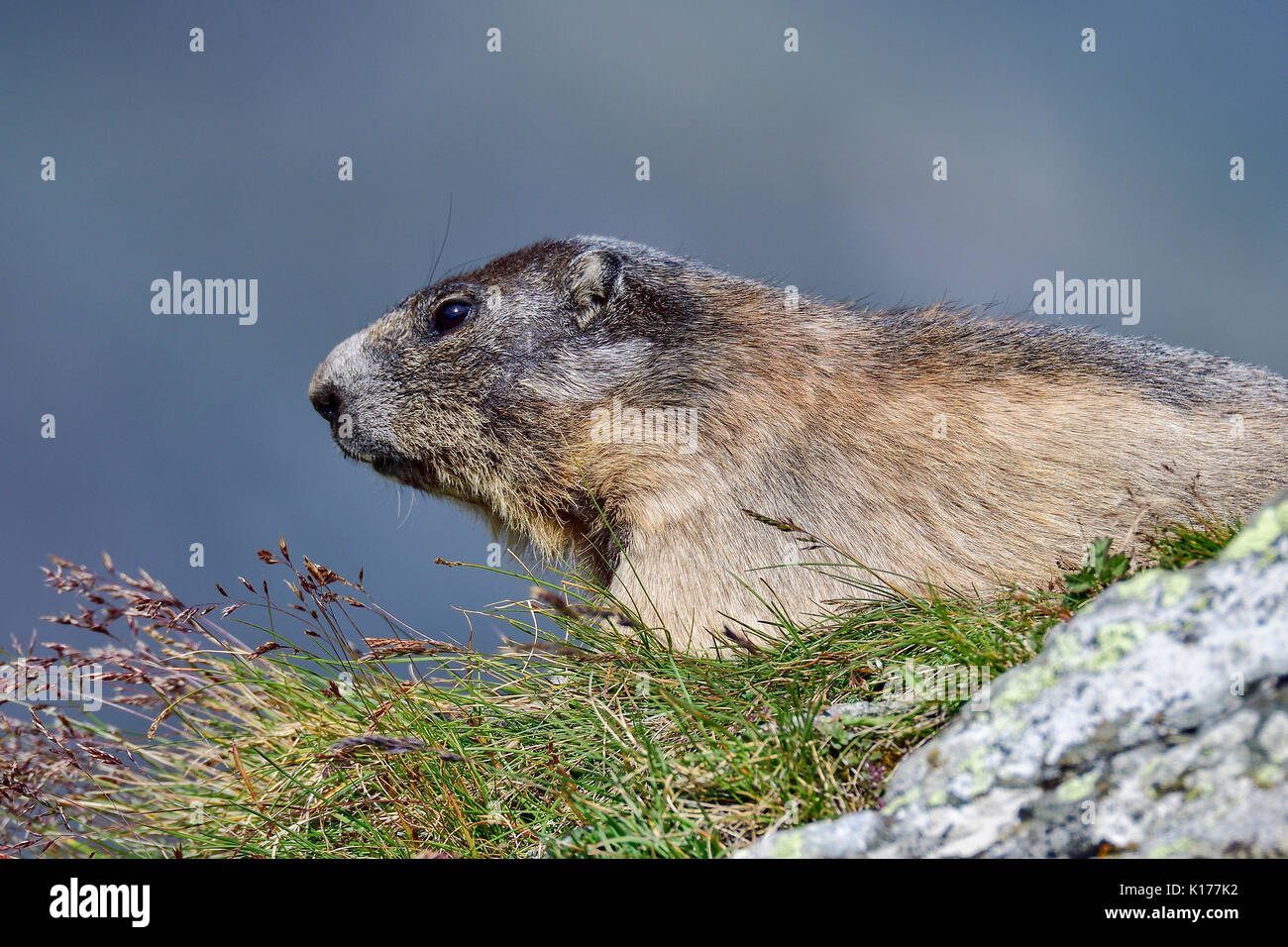 Adult rodent hi-res stock photography and images - Alamy