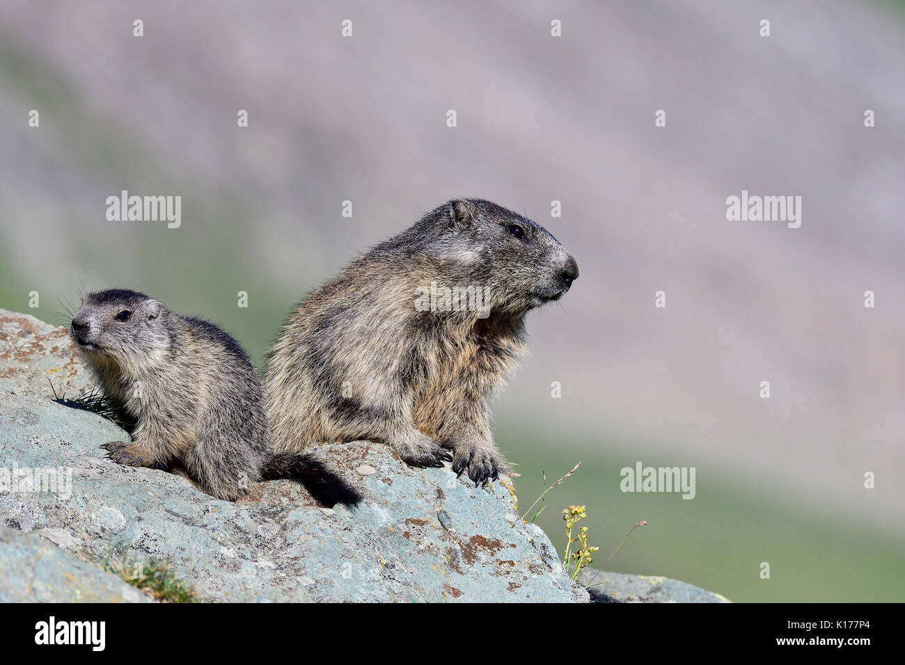 Marmot family hi-res stock photography and images - Alamy