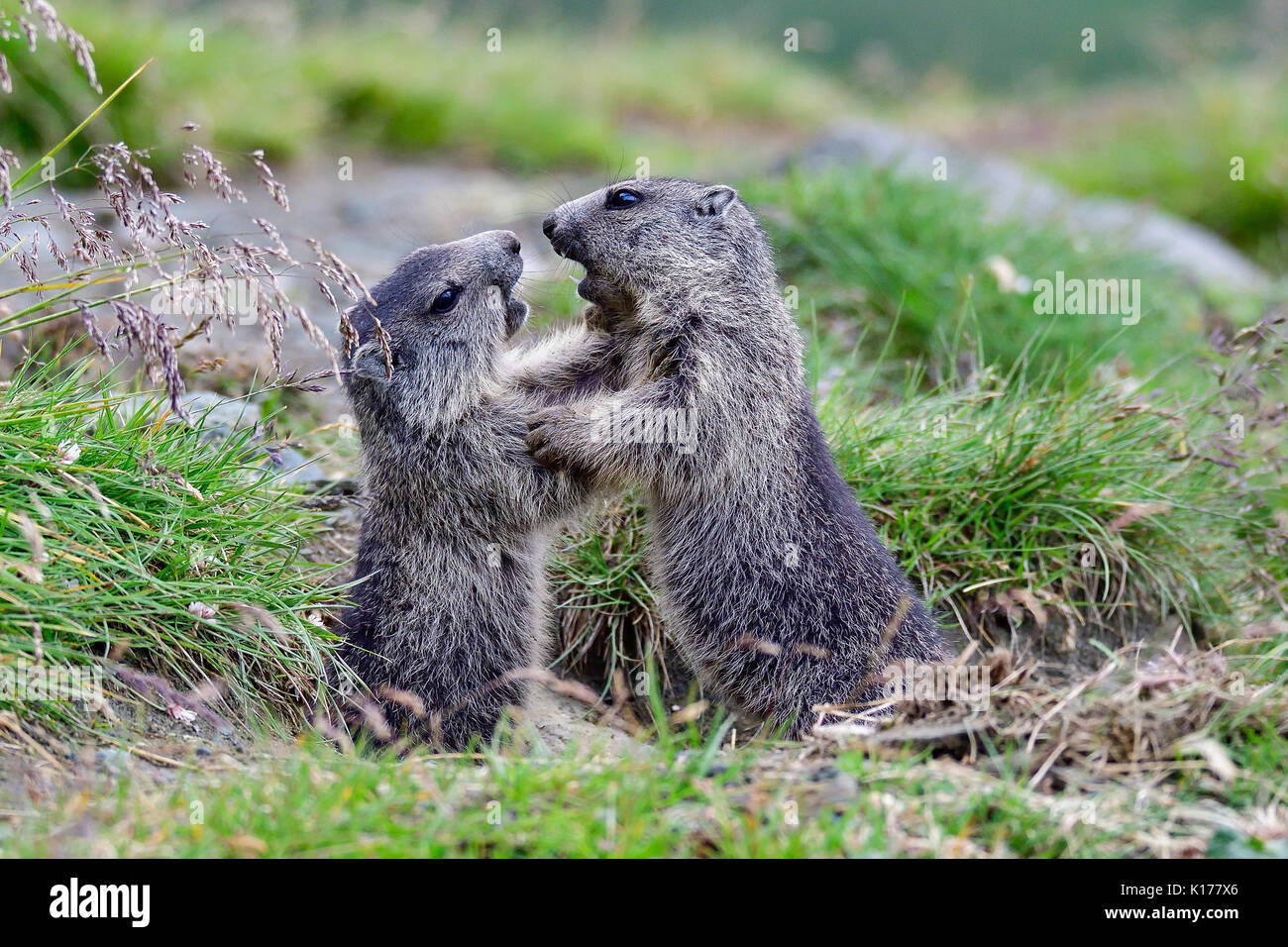 Alpine marmots playing Stock Photo - Alamy