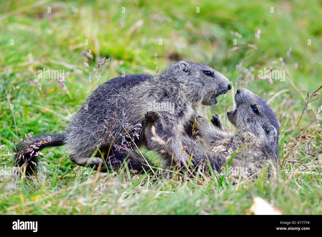 Alpine marmots playing Stock Photo - Alamy