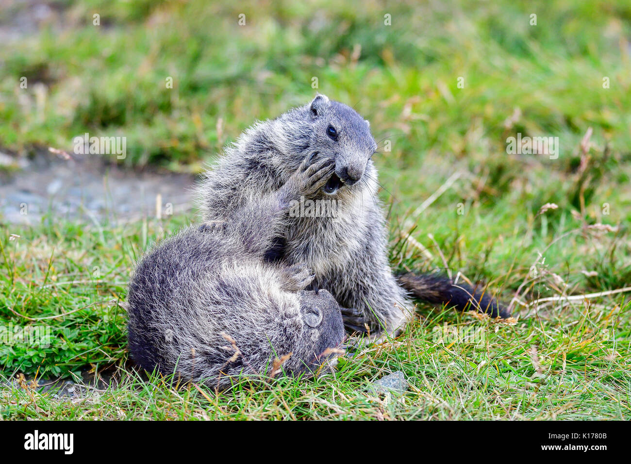 Alpine marmots playing Stock Photo - Alamy
